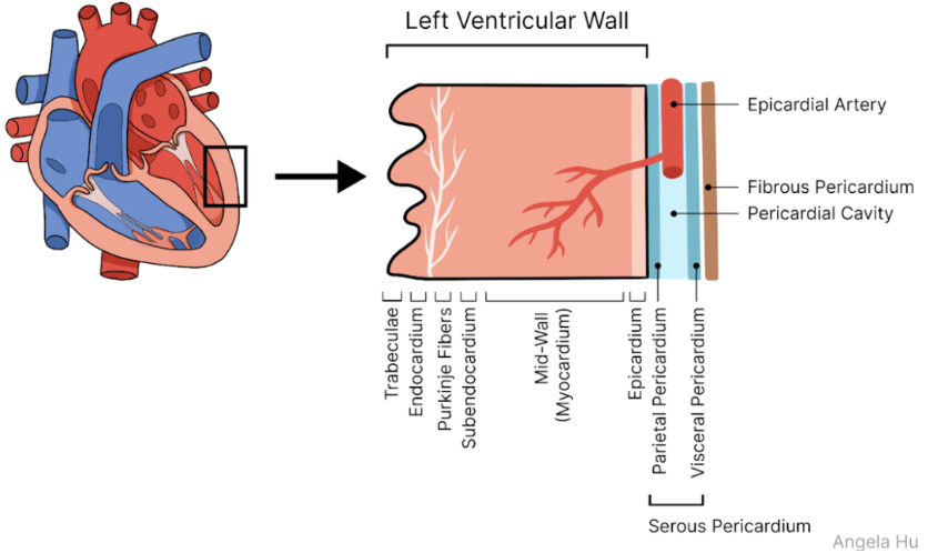 ECG Essentials