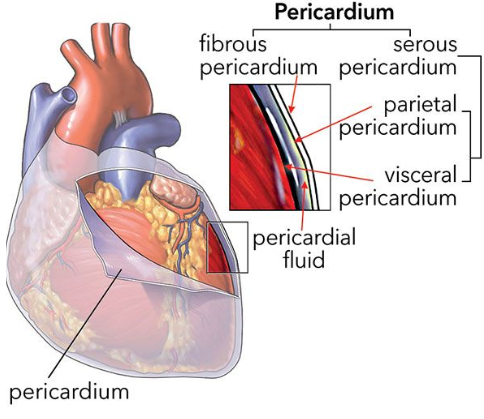 ECG Essentials