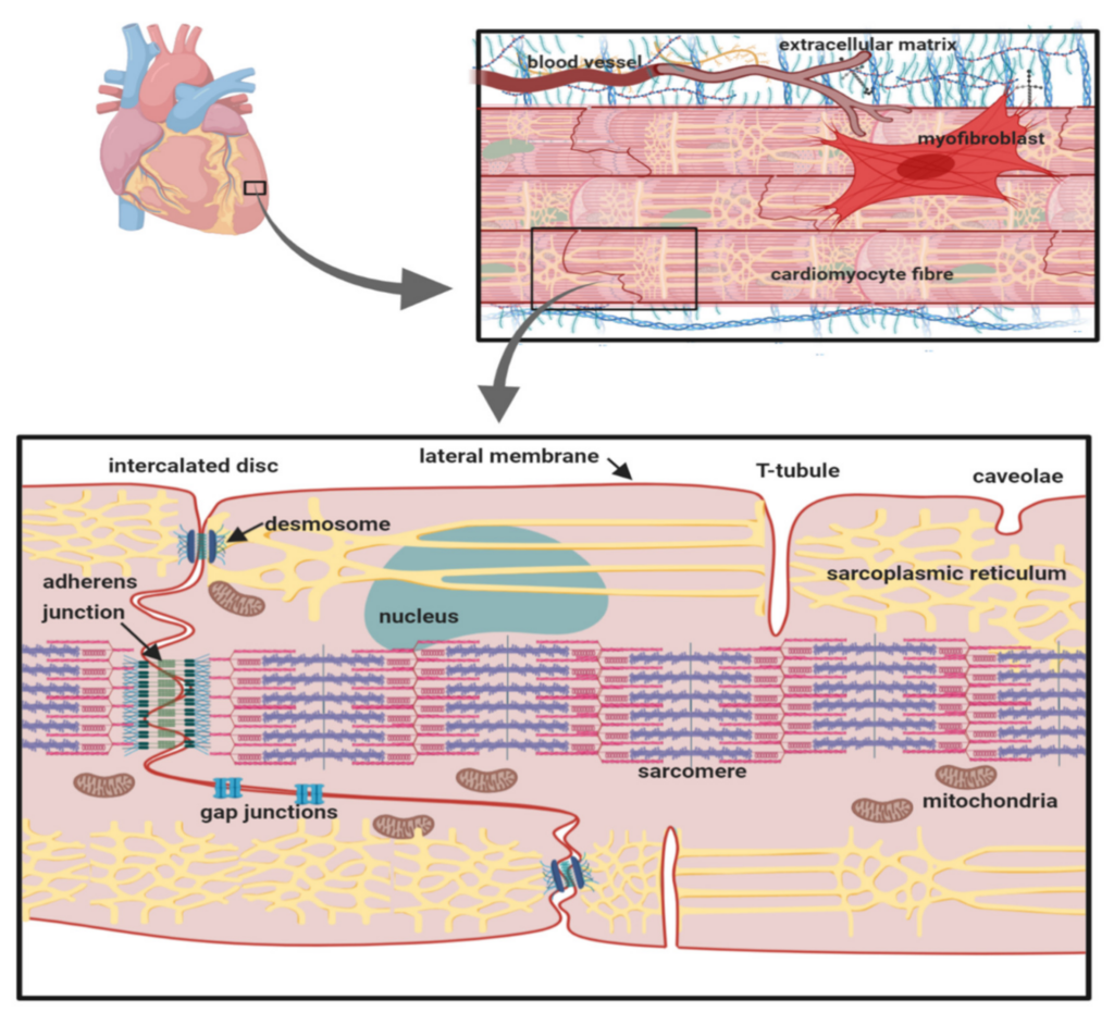 ECG Essentials