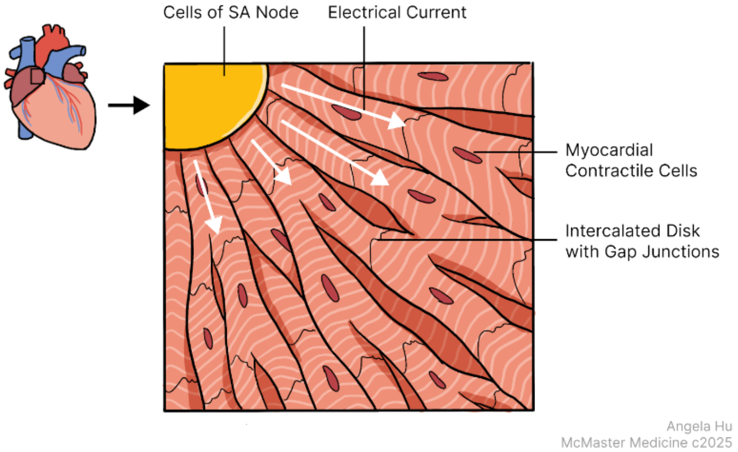 ECG Essentials