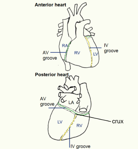 ECG Essentials