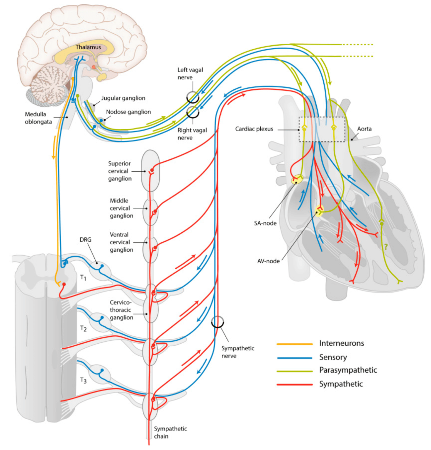 ECG Essentials