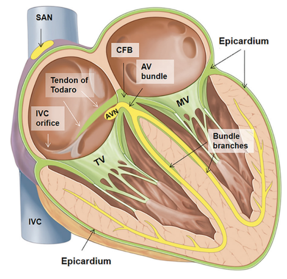 ECG Essentials