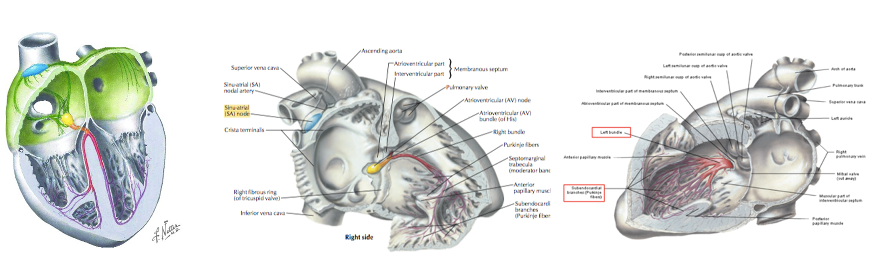 ECG Essentials