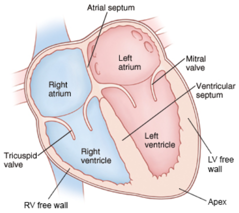 ECG Essentials